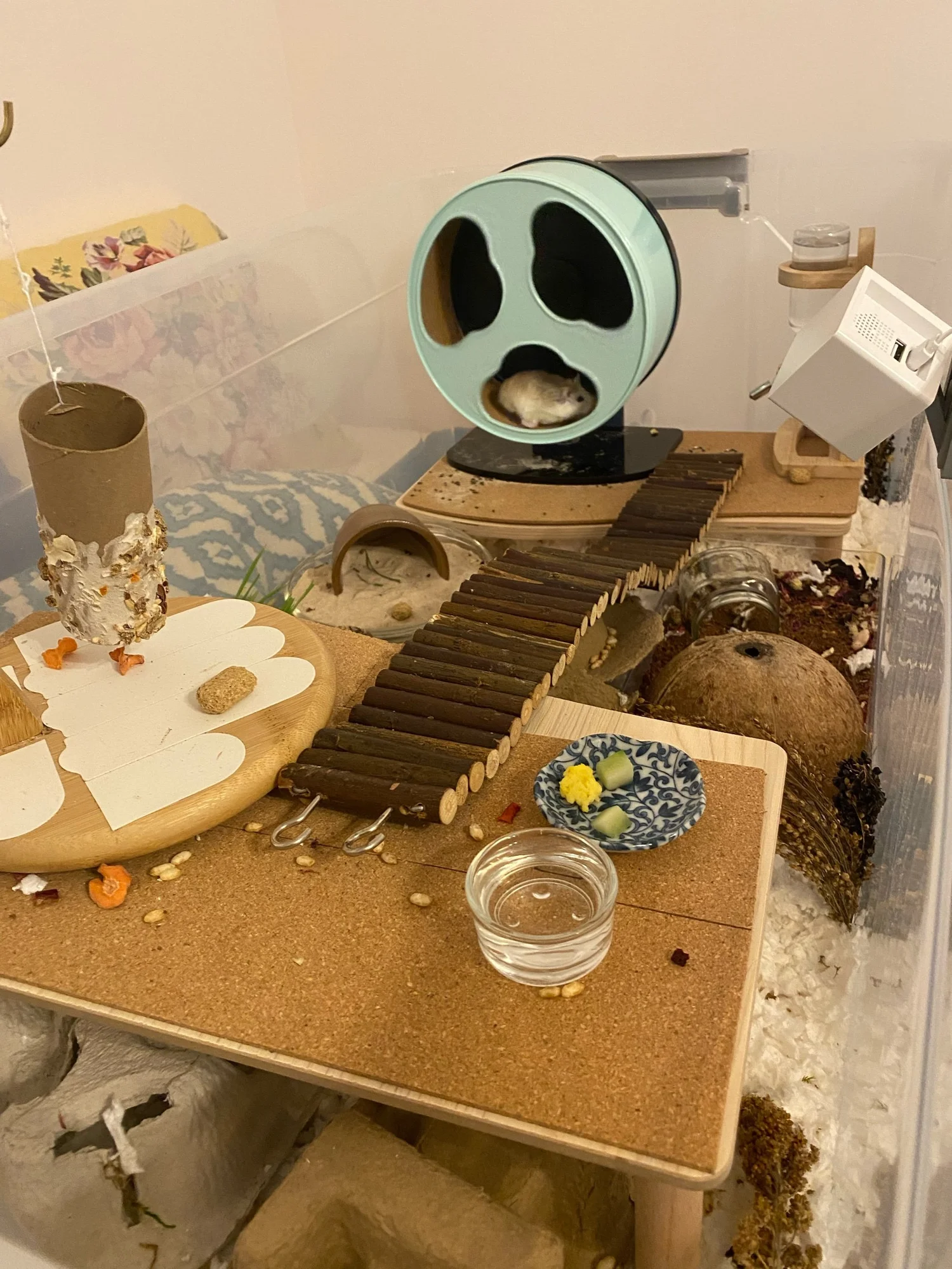 Setting Up a Hamster Cage — Rachel Got Hamsters