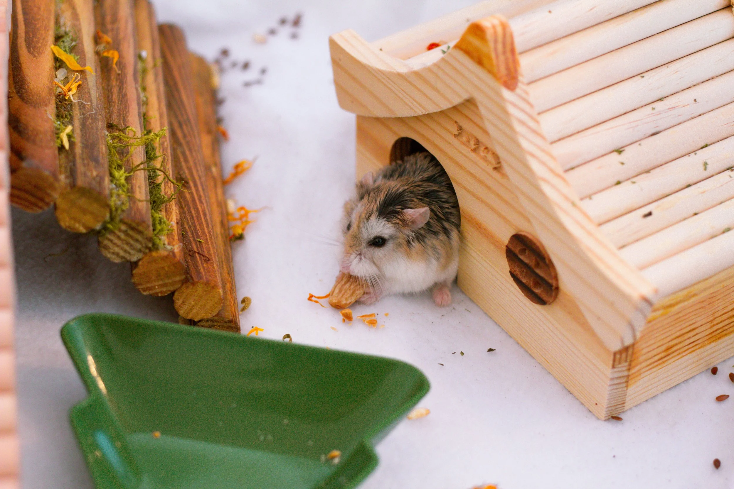 Hides — Rachel Got Hamsters