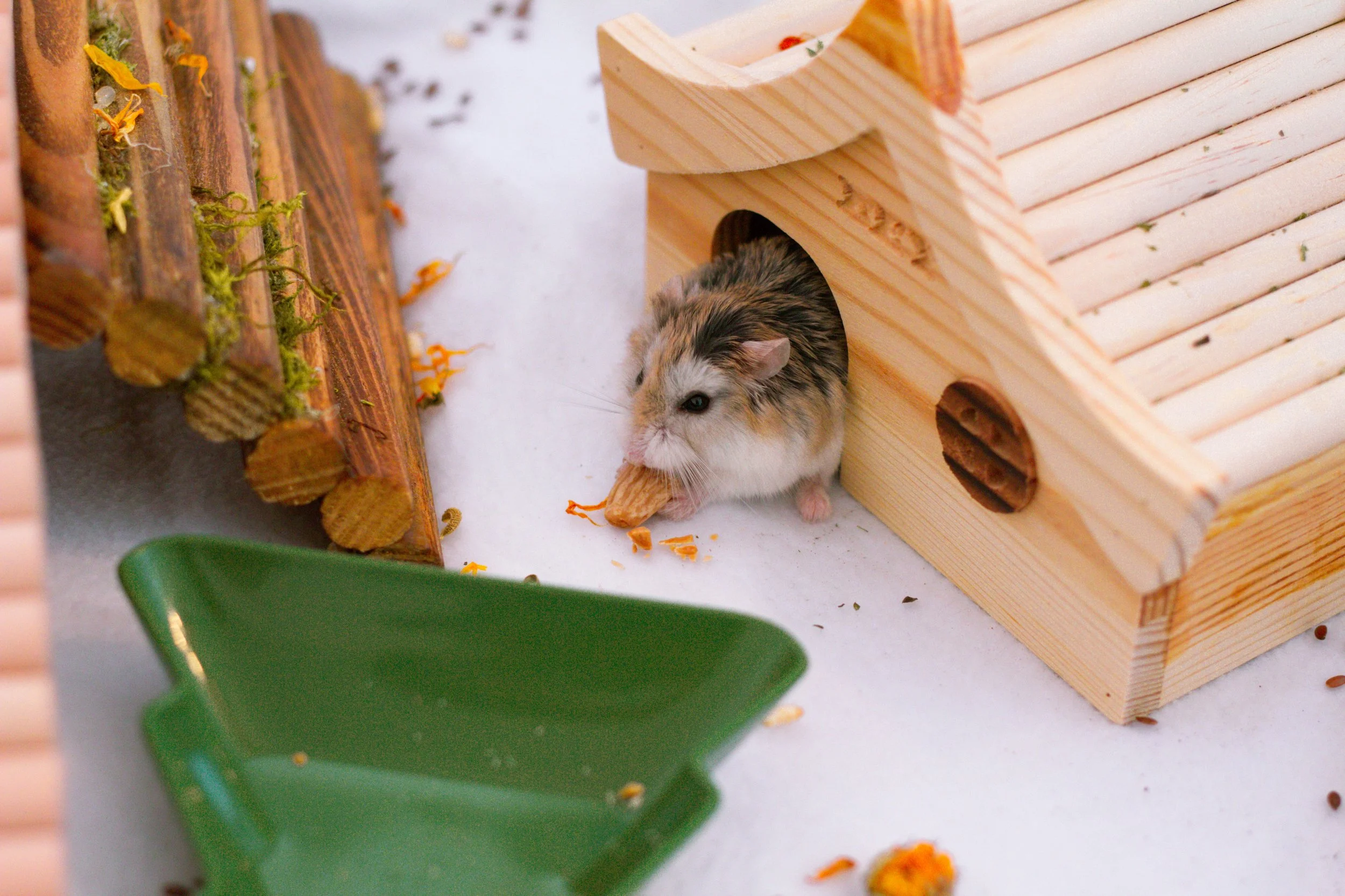 Hides — Rachel Got Hamsters