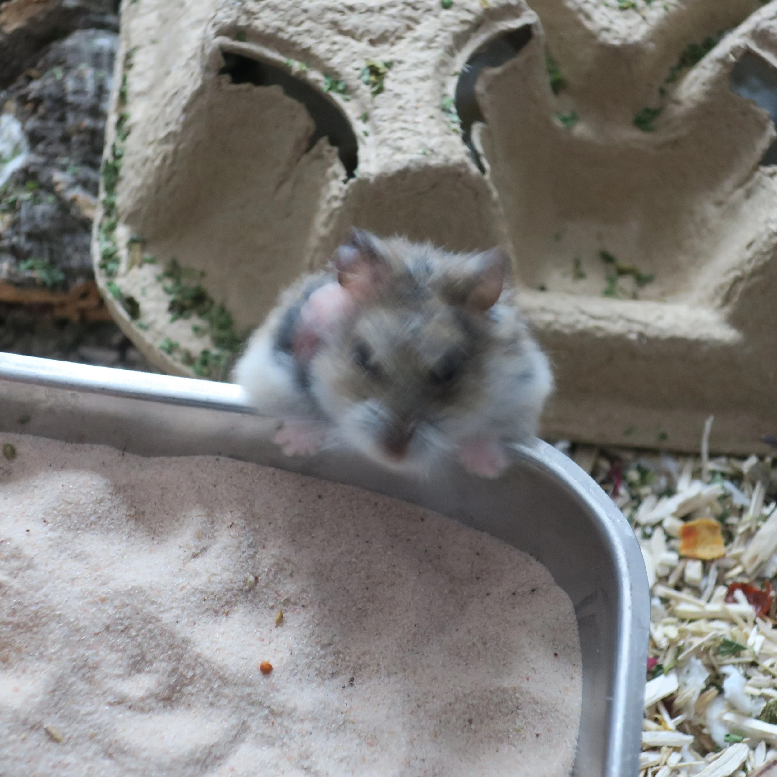 Sand Baths — Rachel Got Hamsters