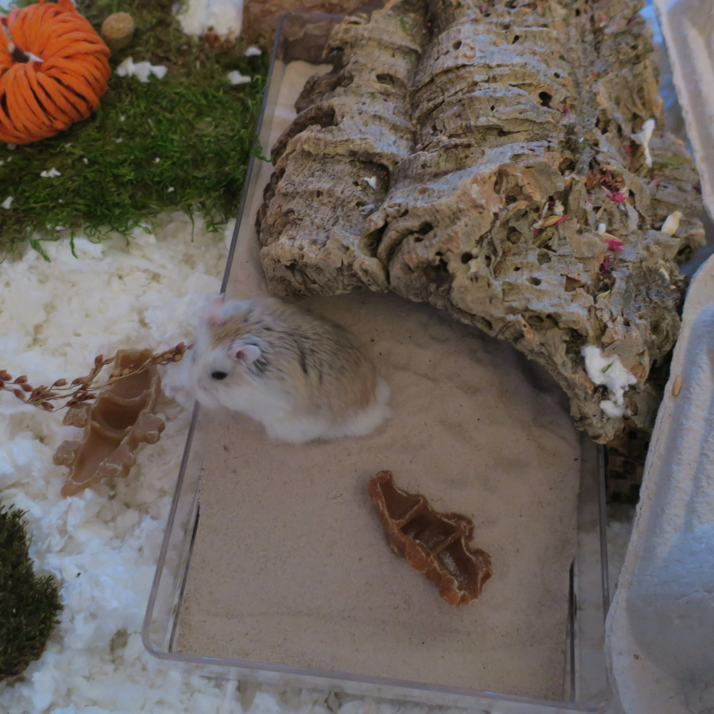Sand Baths — Rachel Got Hamsters