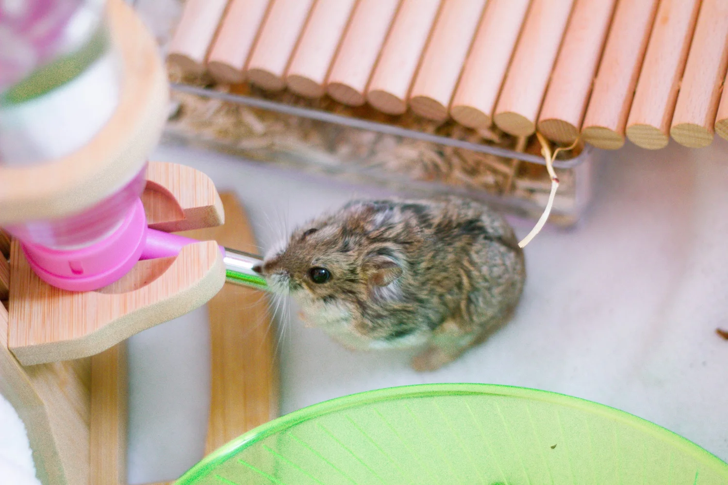 How to Make a Natural Hamster Enclosure — Rachel Got Hamsters