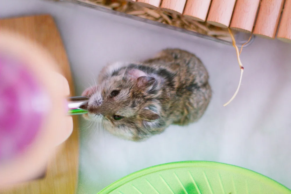 How to Make a Natural Hamster Enclosure — Rachel Got Hamsters