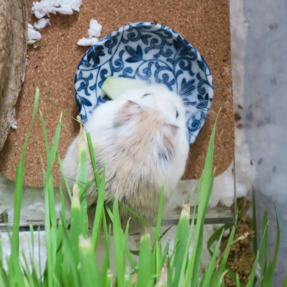 How to Make a Natural Hamster Enclosure — Rachel Got Hamsters