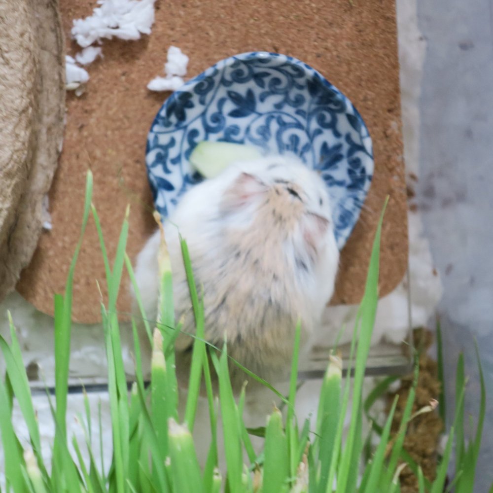 How to Make a Natural Hamster Enclosure — Rachel Got Hamsters