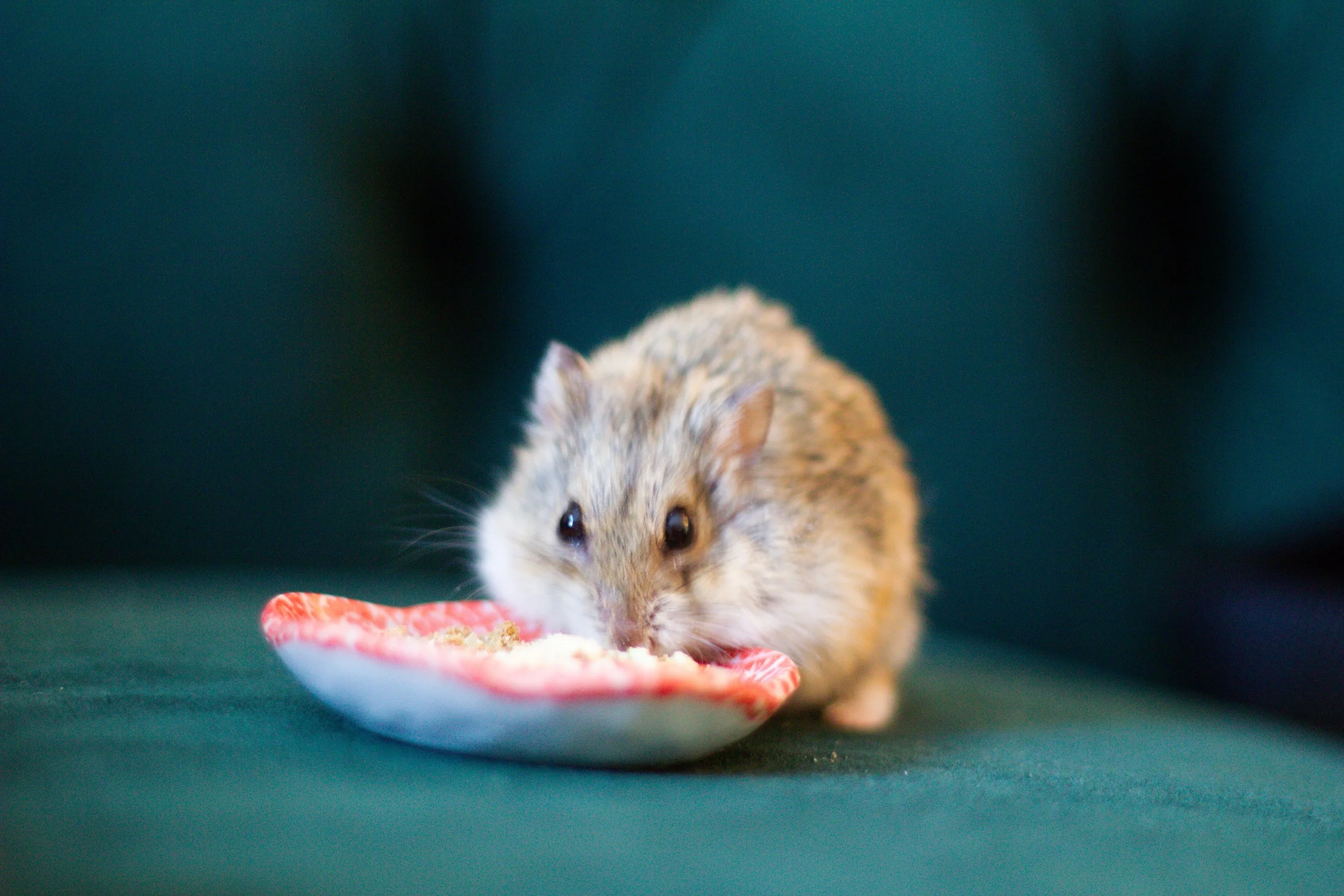How to Make a Natural Hamster Enclosure — Rachel Got Hamsters