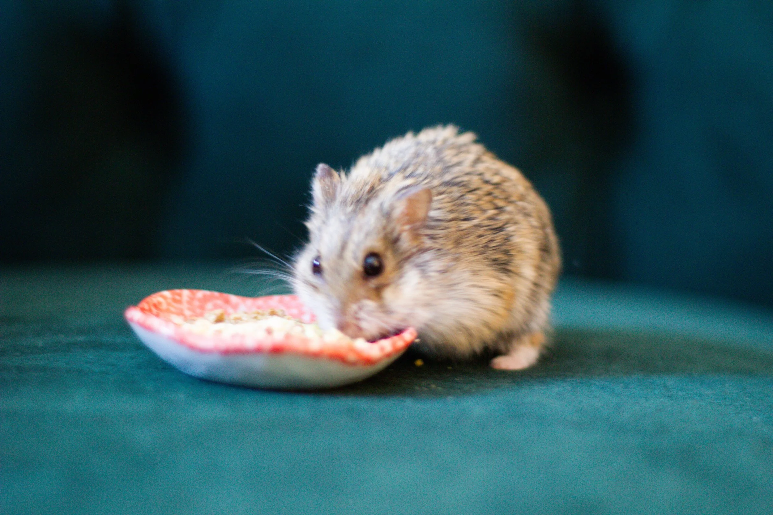 How to Make a Natural Hamster Enclosure — Rachel Got Hamsters