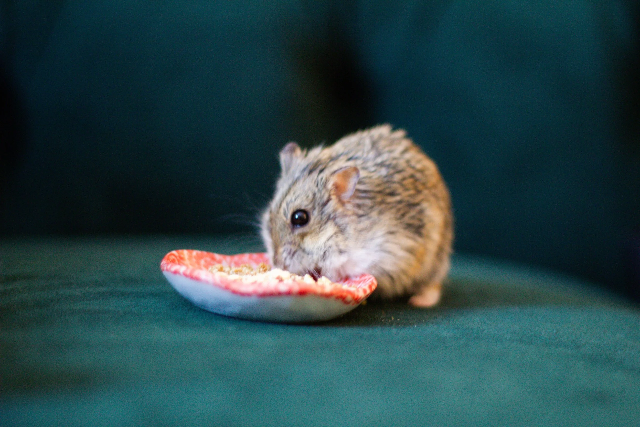 How to Make a Natural Hamster Enclosure — Rachel Got Hamsters