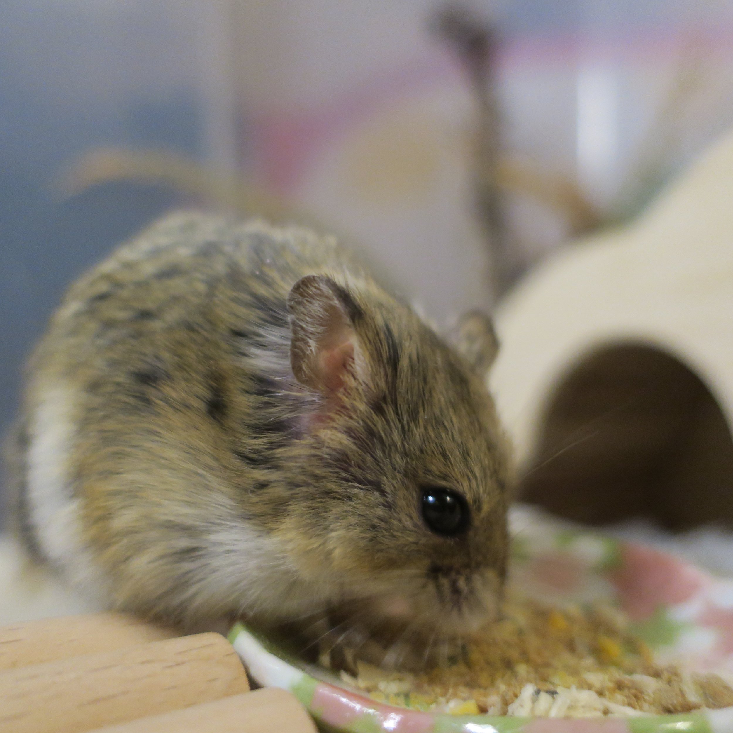 Chinese Dwarf Hamster Testicles