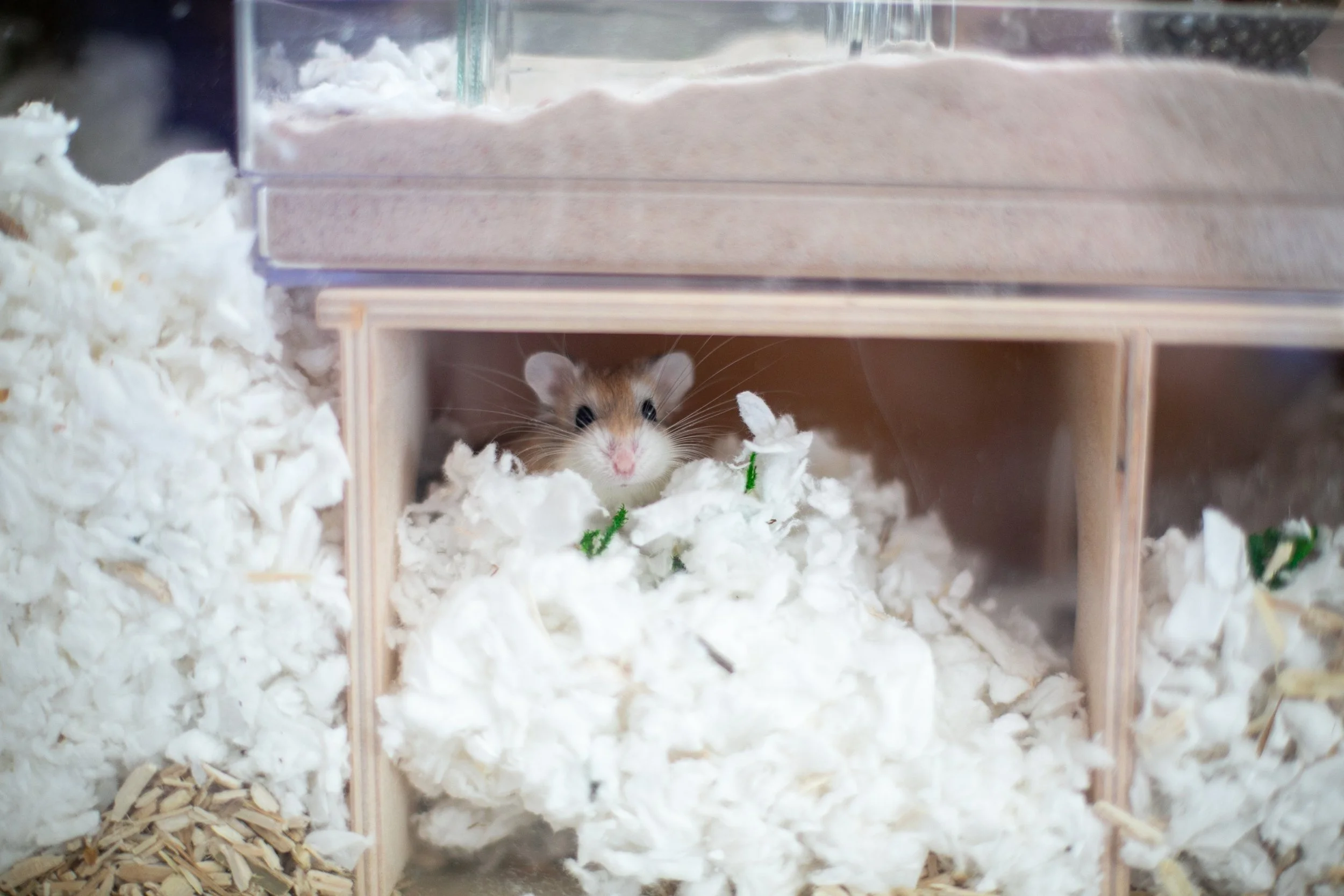 Substrates — Rachel Got Hamsters