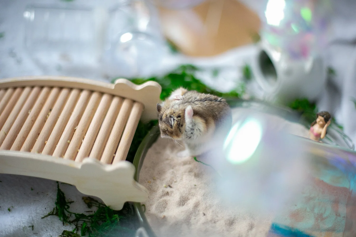 Sand Baths — Rachel Got Hamsters