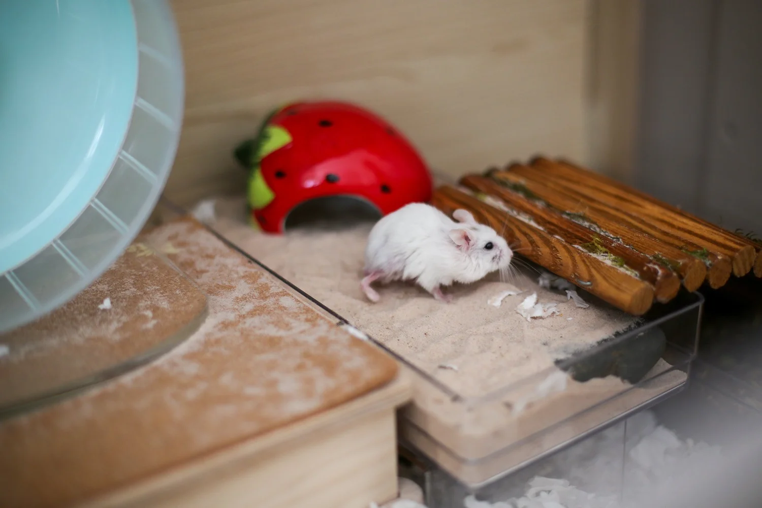 Sand Baths — Rachel Got Hamsters