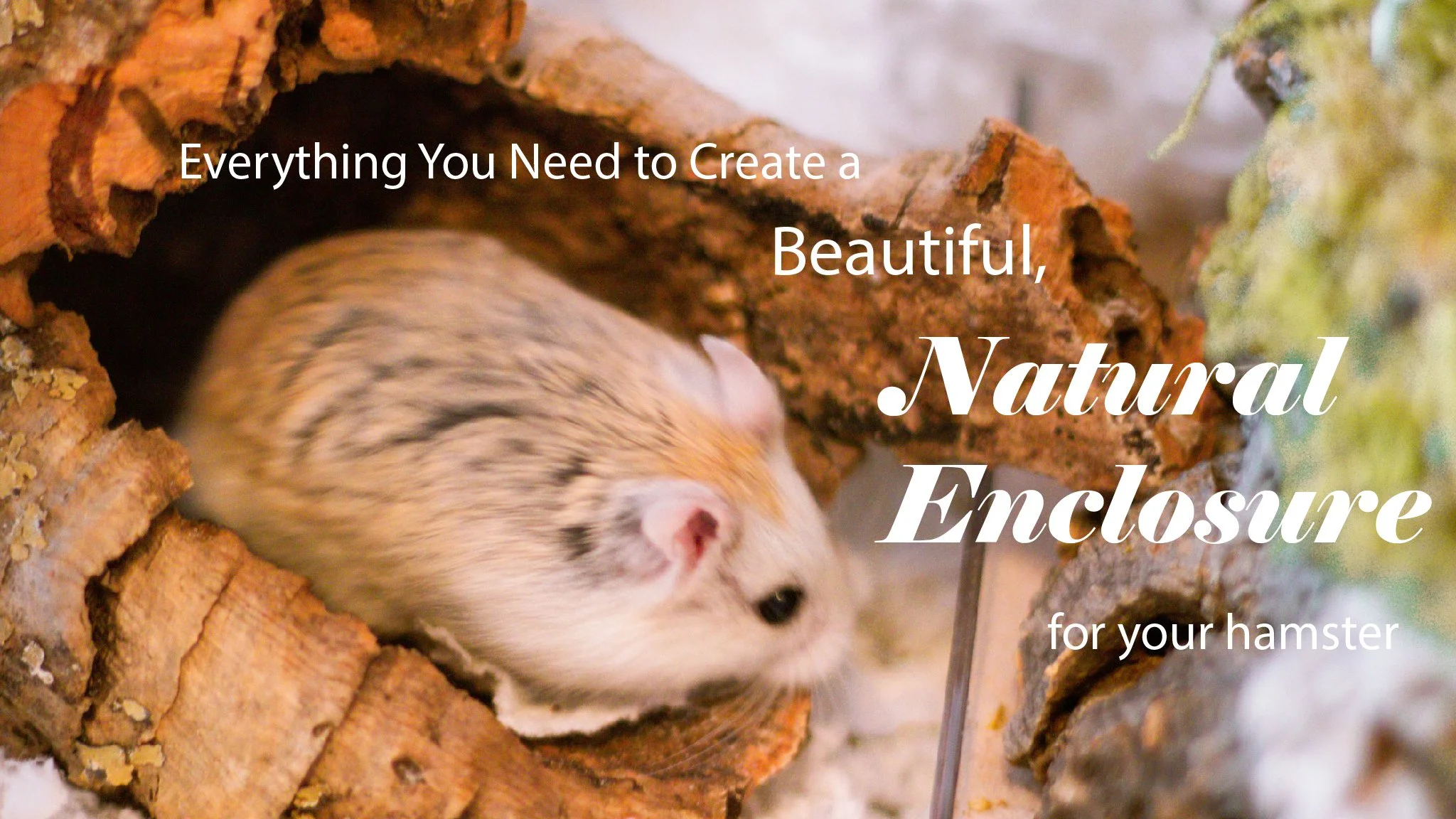 How to Make a Natural Hamster Enclosure — Rachel Got Hamsters