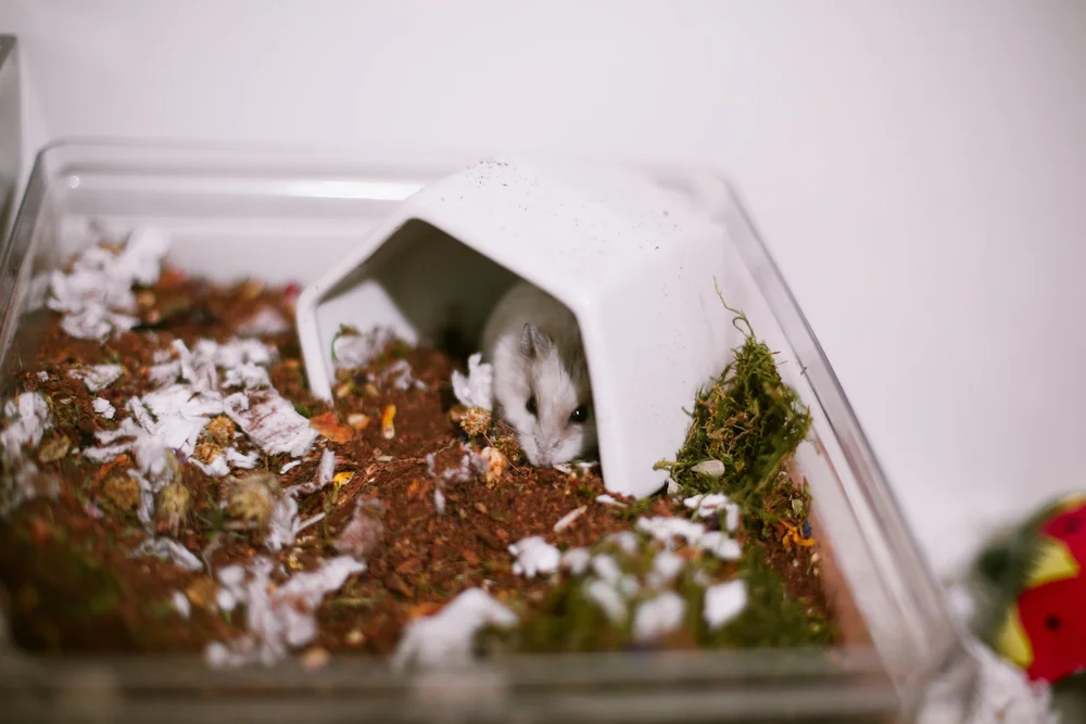 Substrates — Rachel Got Hamsters