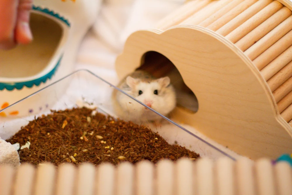 Hides — Rachel Got Hamsters