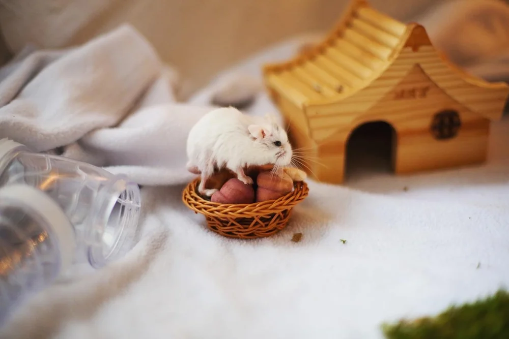 Things to Chew On — Rachel Got Hamsters