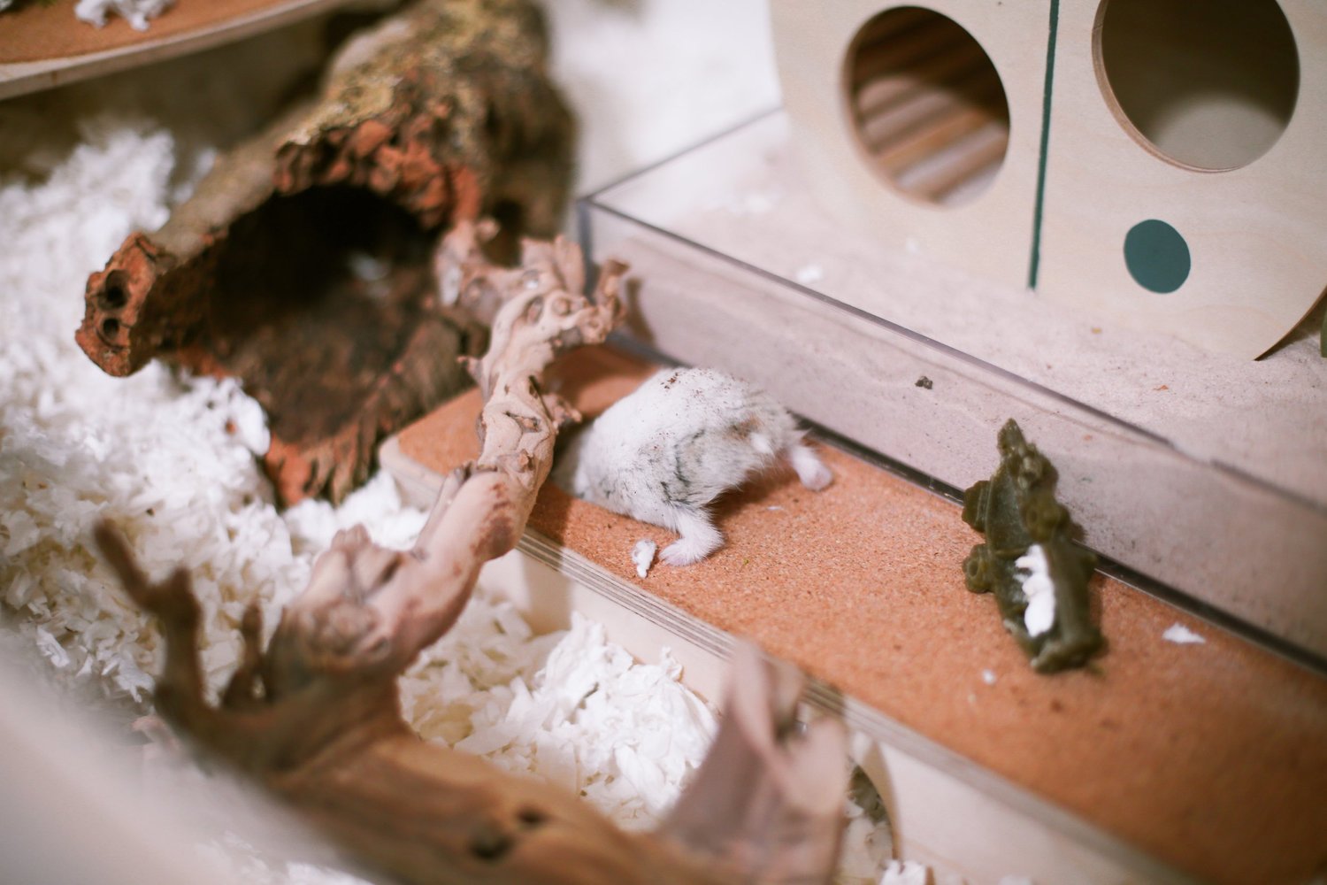 How to Make a Natural Hamster Enclosure — Rachel Got Hamsters