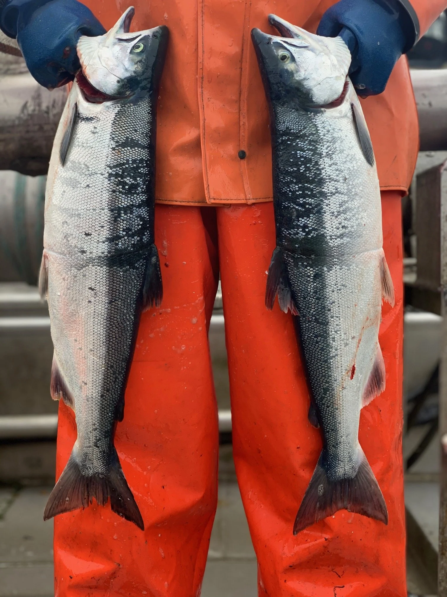 Wild Alaskan Copper River Sockeye — Wild Delta Seafoods