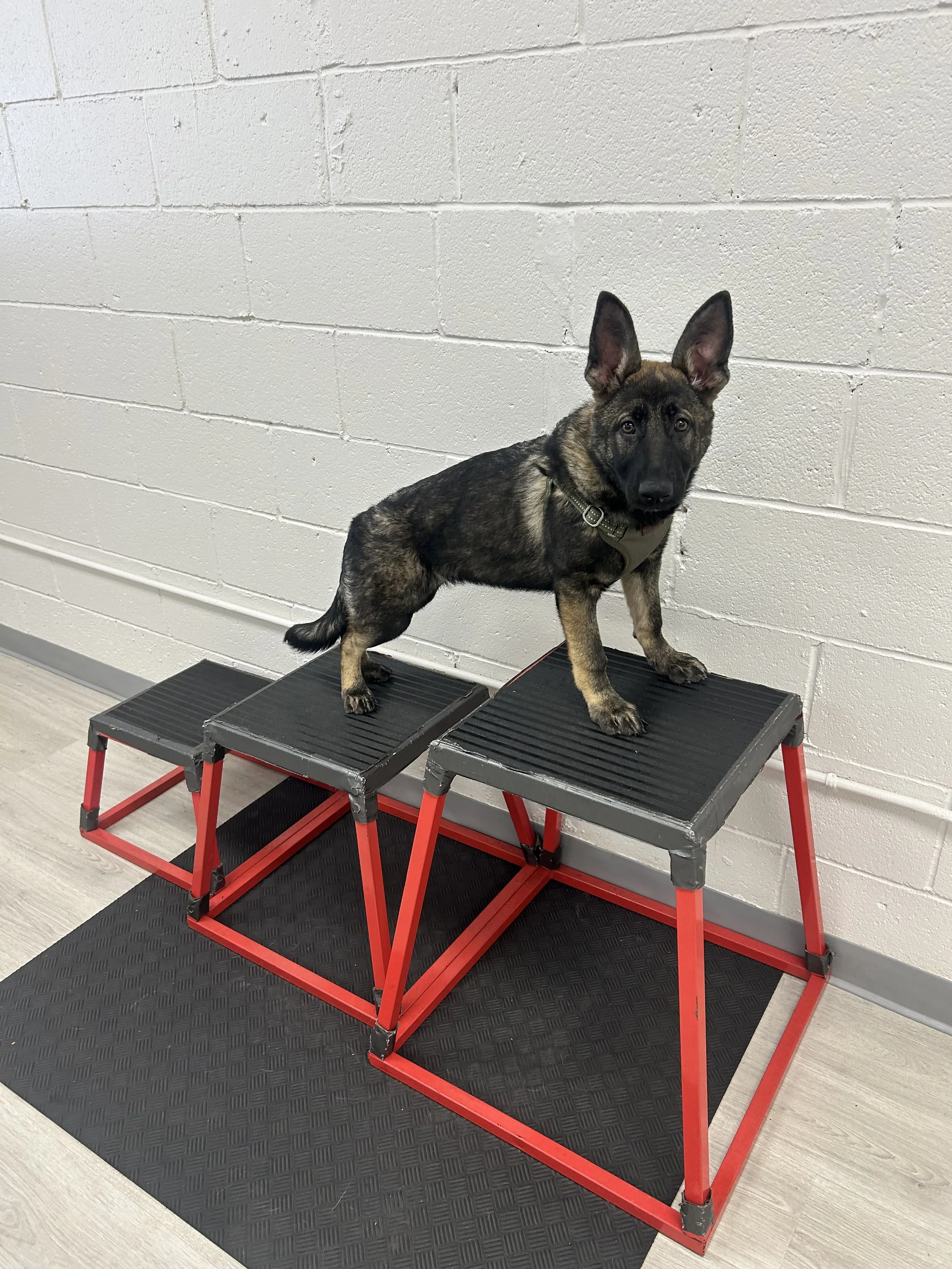 COVER K9 TRAINING