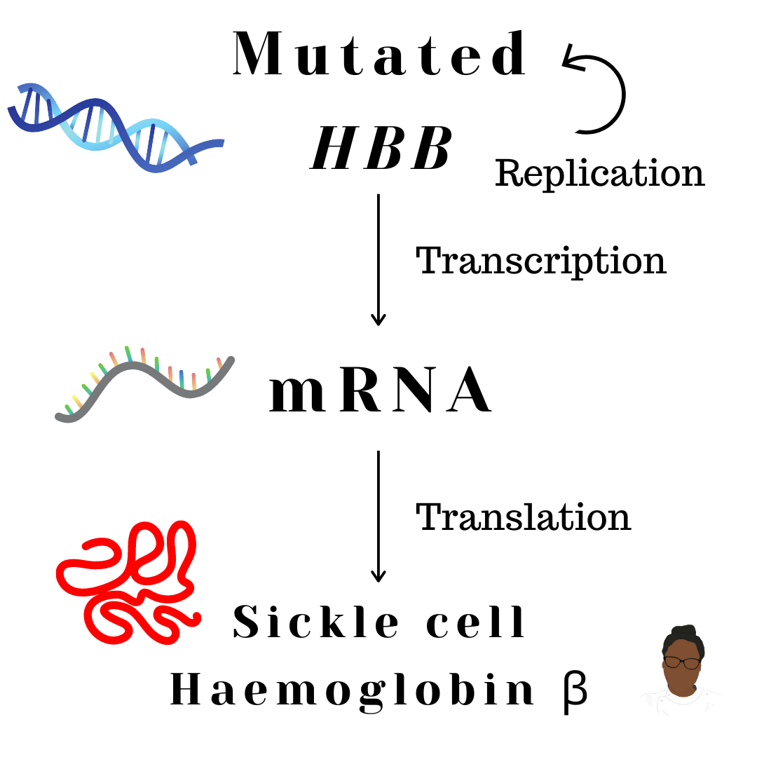 Sickle Cell Anemia Mutation