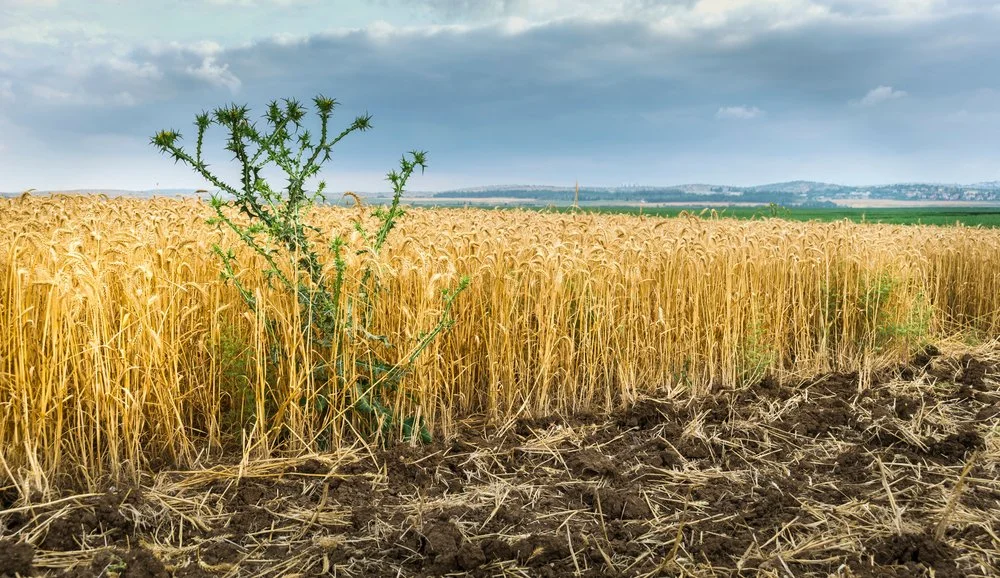 Parable of the Tares Bible Study | Matthew 13 Explained