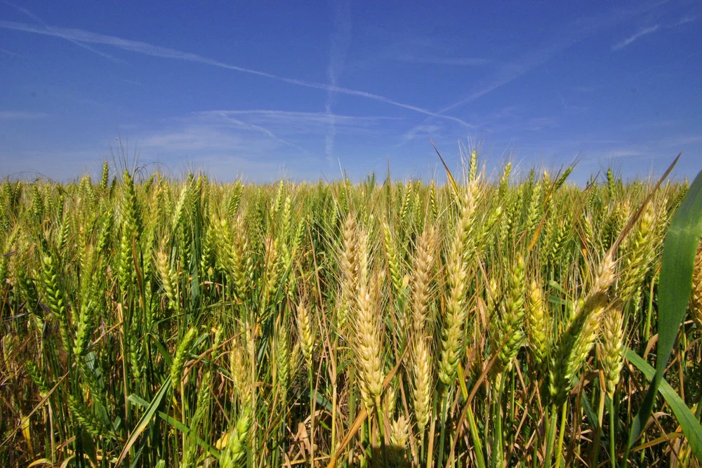 Parable of the Tares (Weeds) Bible Study - Matthew 13:24-30; Matthew 13 ...