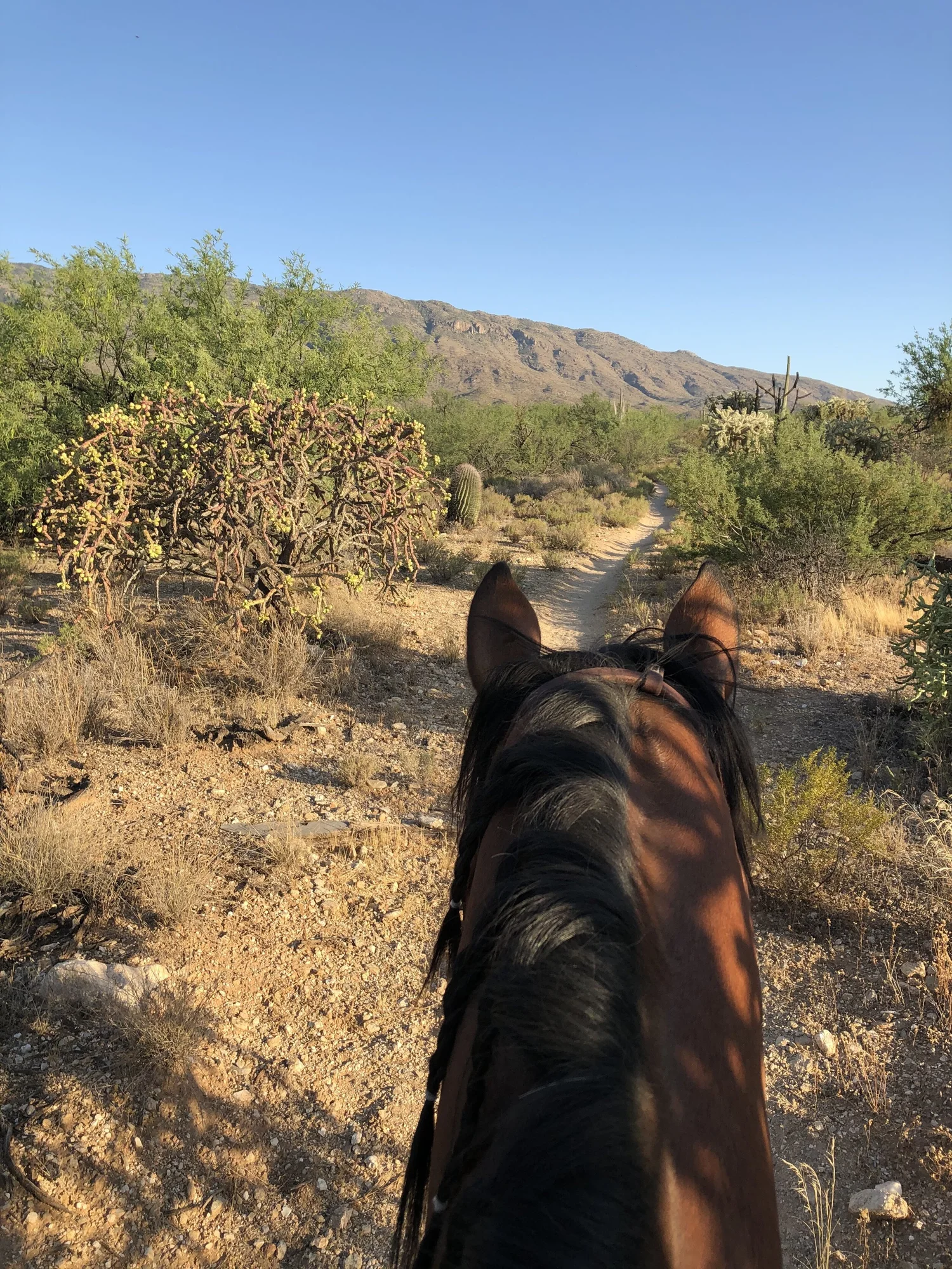 Trail Rides — Houston's Horseback Riding