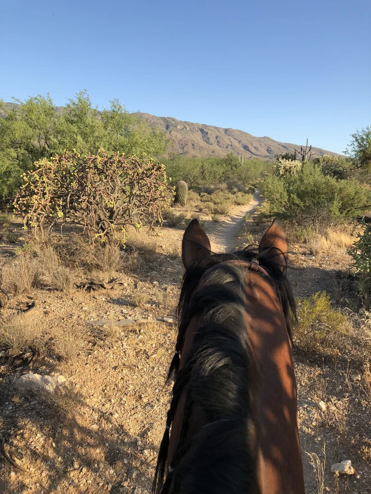 Trail Rides — Houston's Horseback Riding