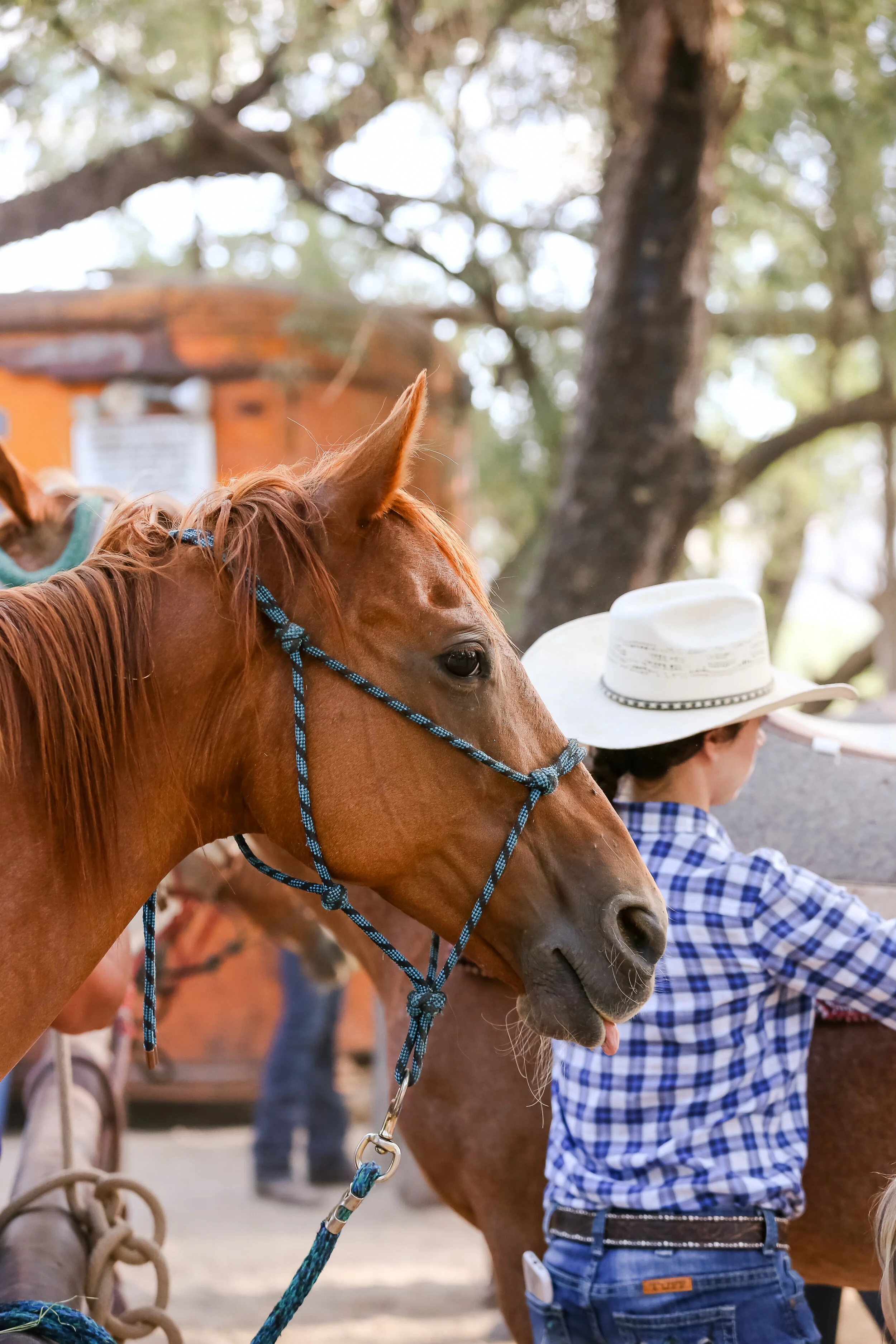 Horse Camp — Houston's Horseback Riding