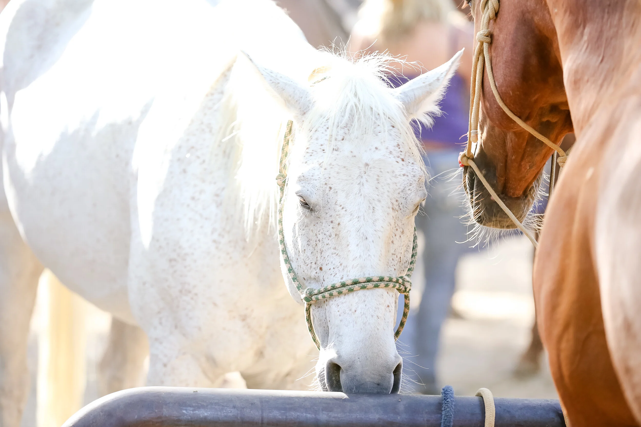 Group Lessons — Houston's Horseback Riding