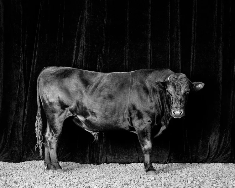 Stone Axe Pastoral Australian Wagyu Genetics — Stone Axe Pastoral