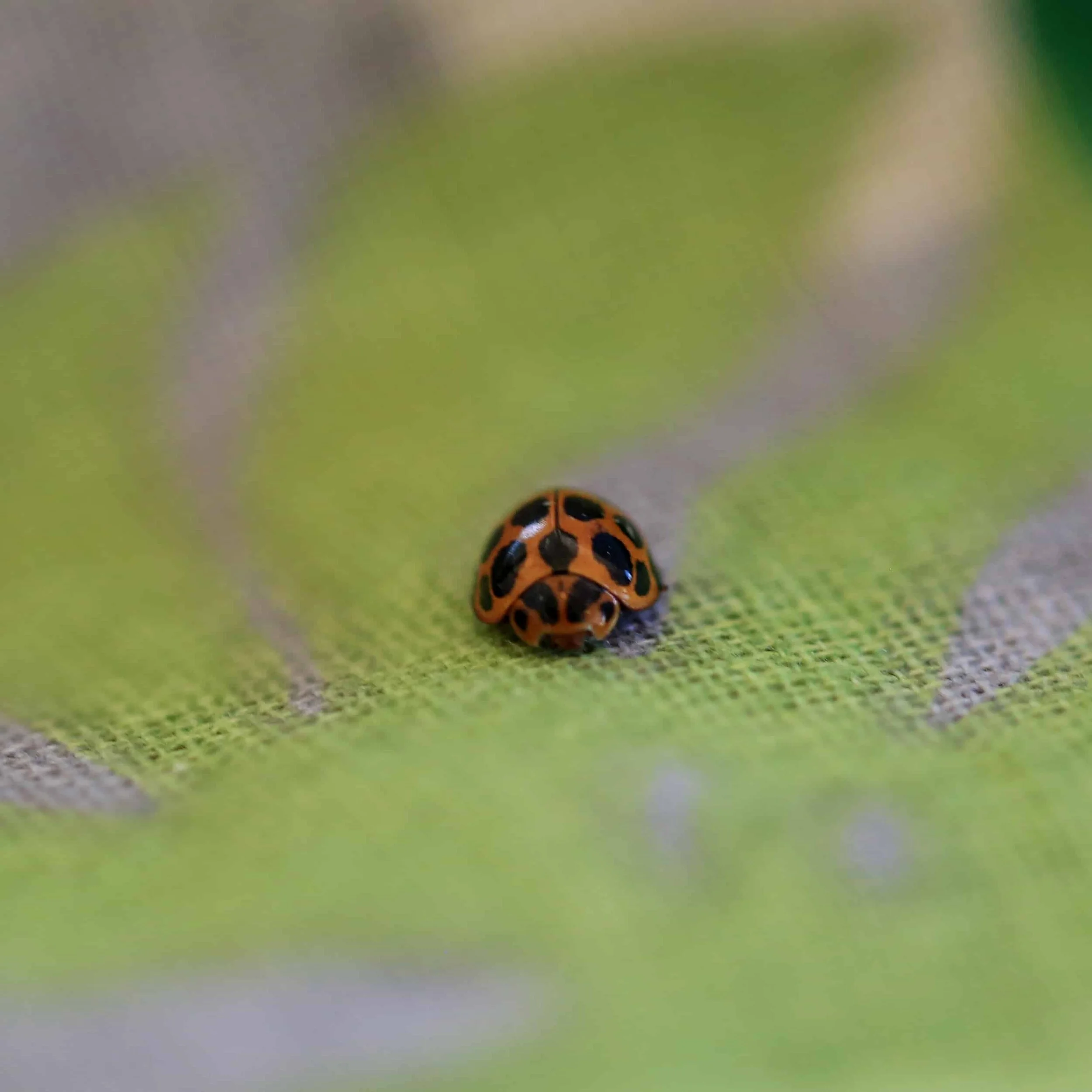 Gallery of Student Work — Spitting Image Photography