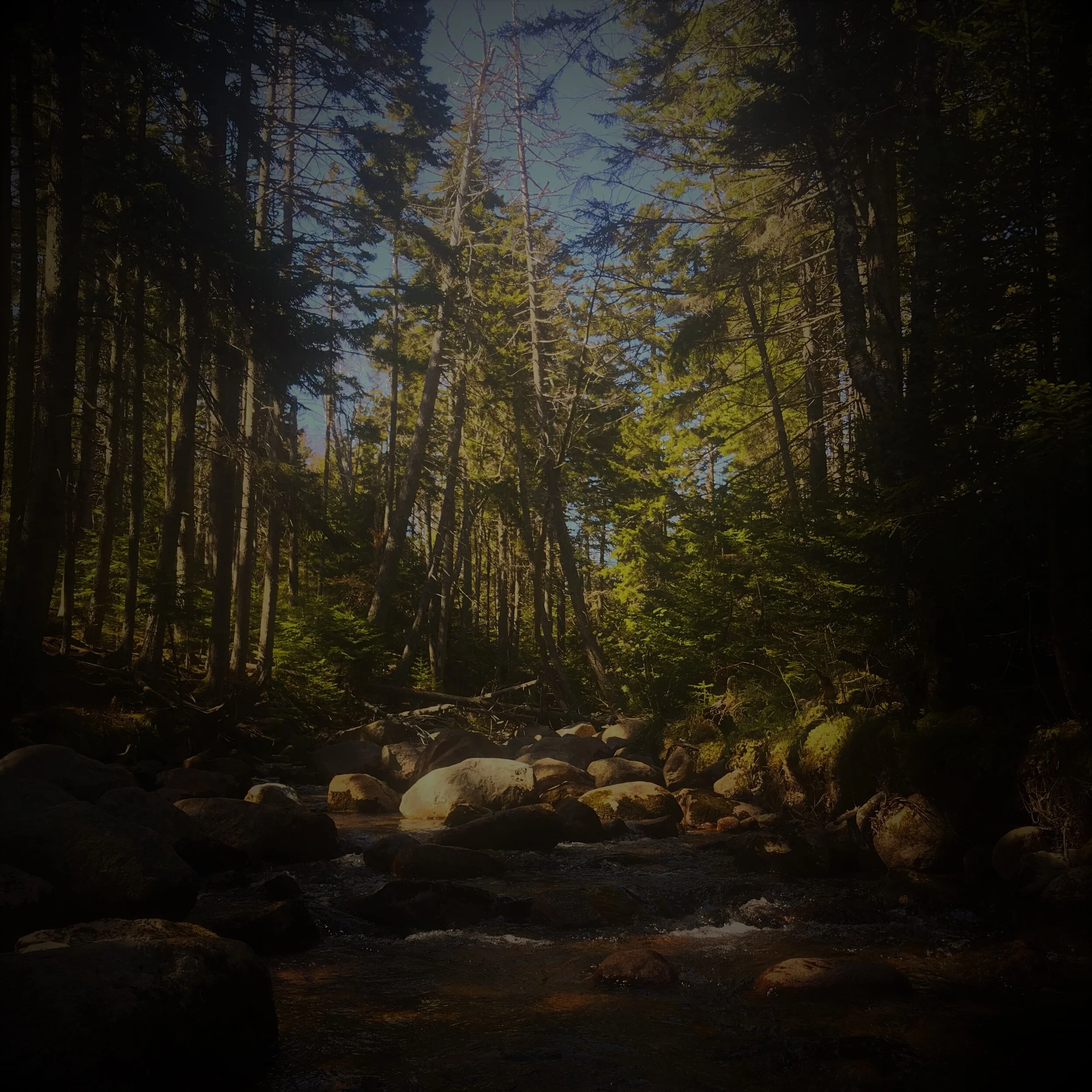 Timber Hearth Tattoo Company