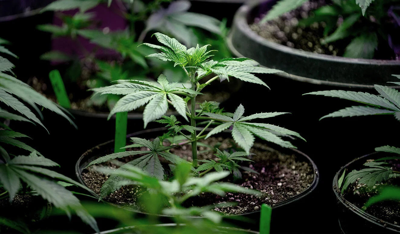 Killa Crip Kush Plant