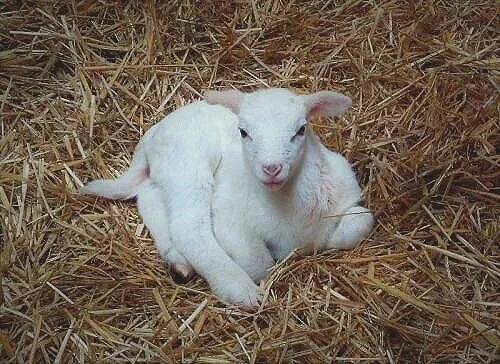 Lambing Season — Coulter Farms