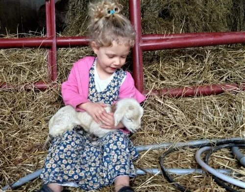 Lambing Season — Coulter Farms