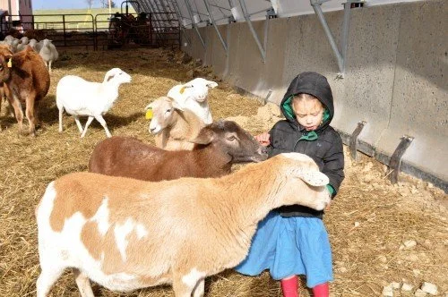 The Hoop Building Construction Saga Continues at Coulter Farms ...