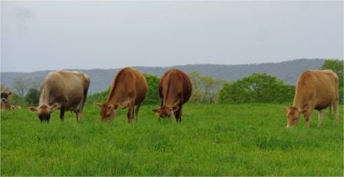April Fools at the Farm — Coulter Farms