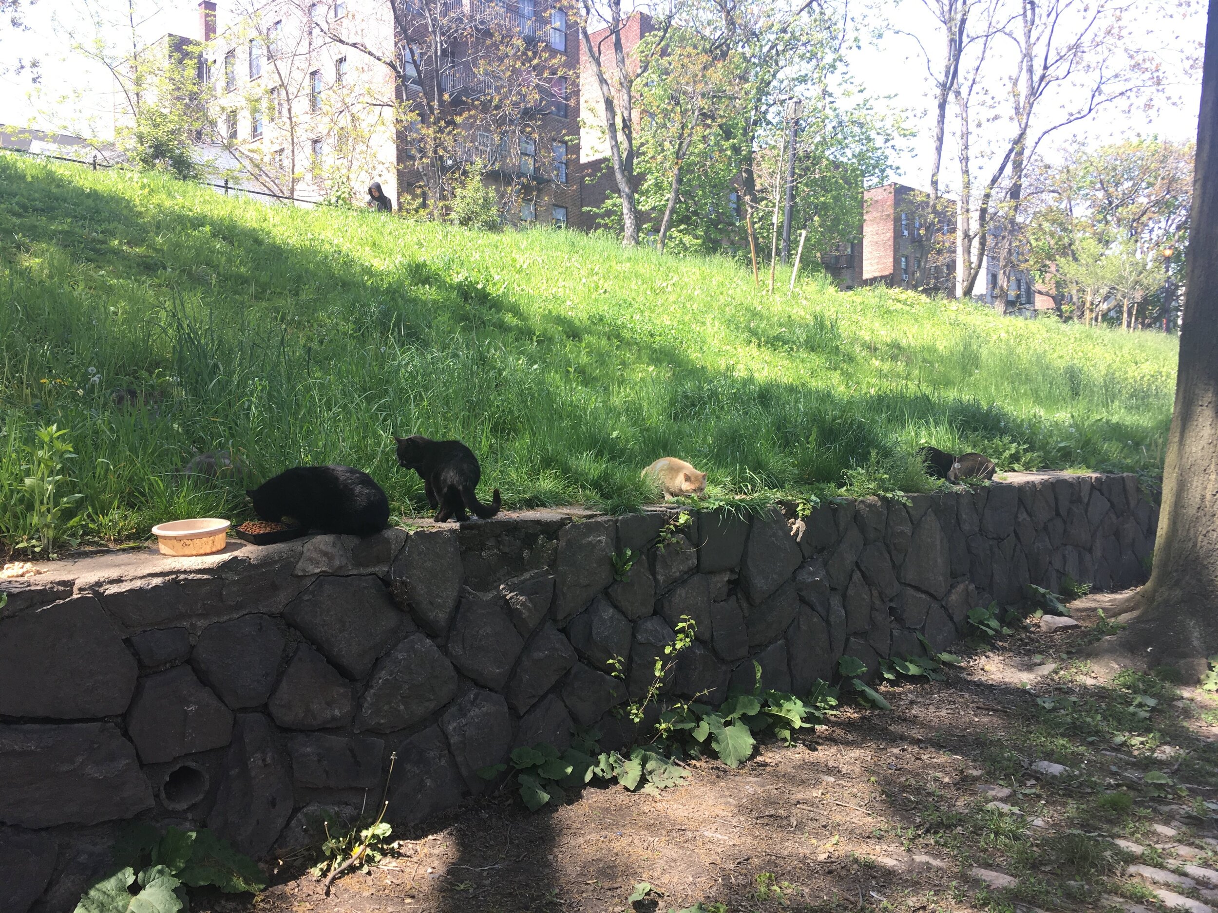 Bronx Community Cats