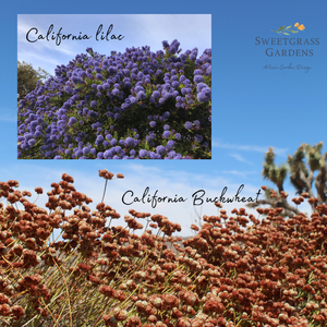 My favorite native pollinator plants. — Artisan garden design