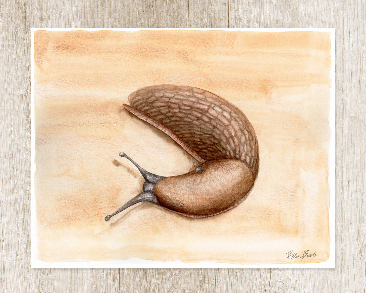Slug Drawing