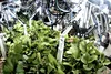 Technology — Harvest CROO Robotics
