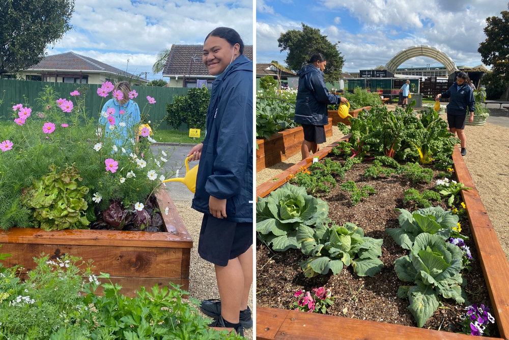 New Gardens for Avondale Intermediate — Garden to Table
