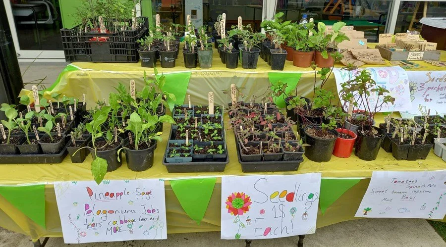 Super Seedling Sale gets underway, with Tui — Garden to Table