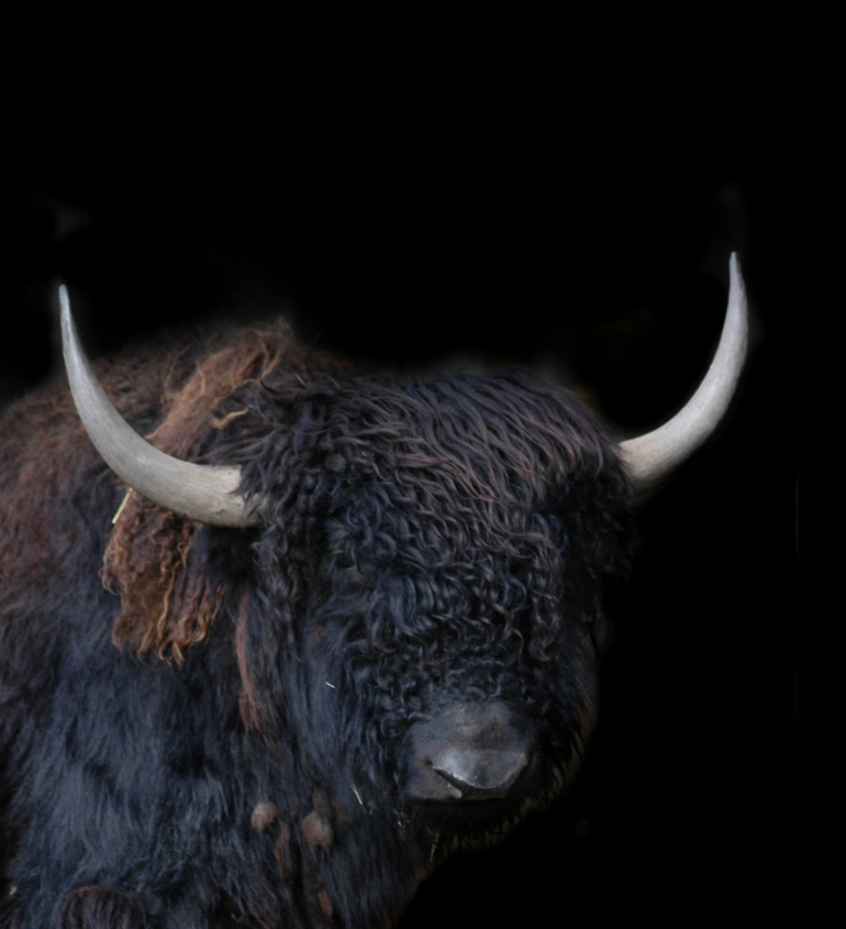 The Yak Advantage — WHYC