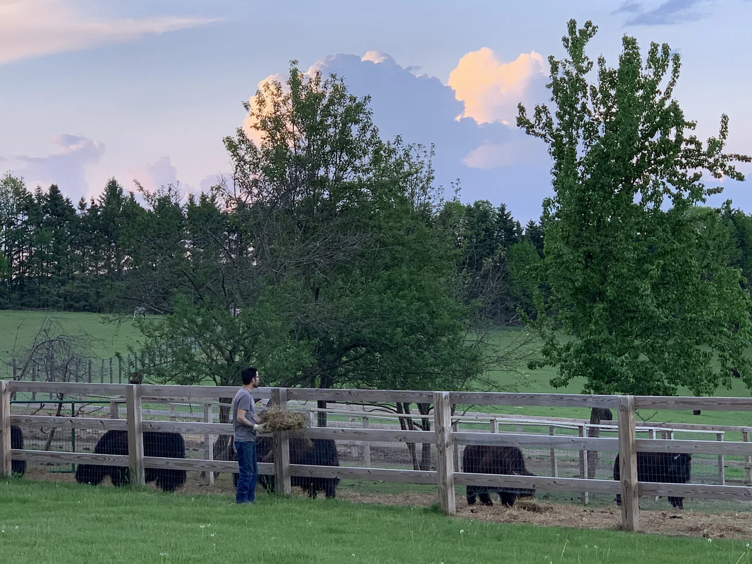 Heritage Yak Best Breeding Practices — WHYC