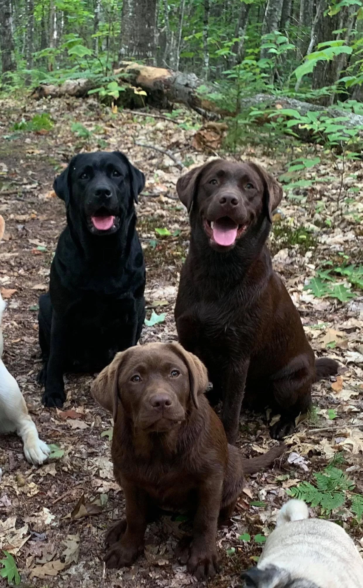 Daisy — Chalk Pond Retrievers
