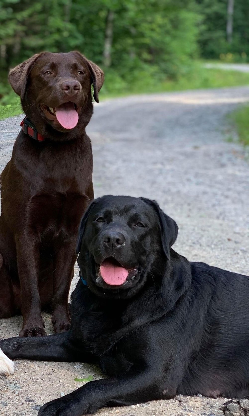 Daisy — Chalk Pond Retrievers