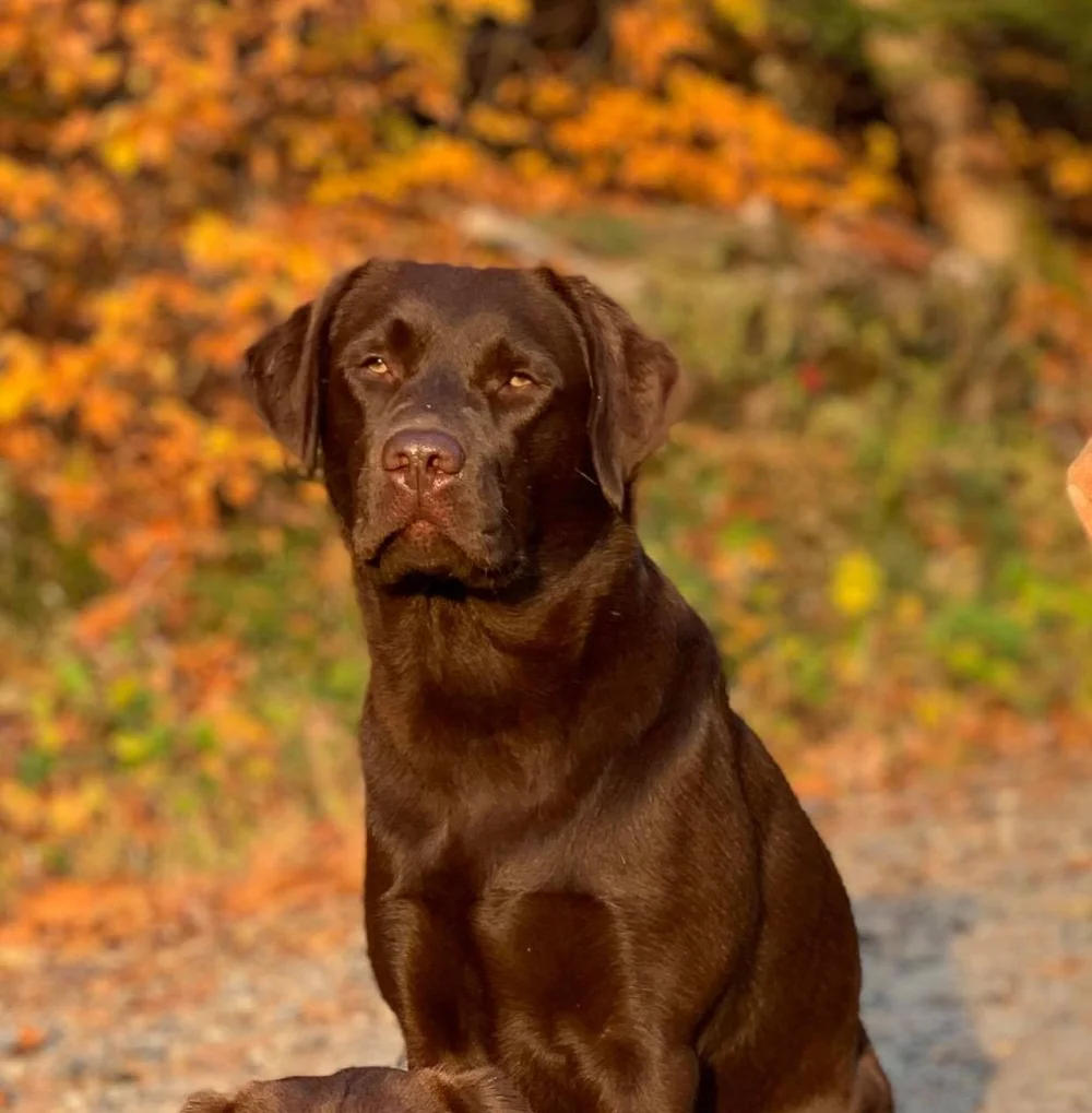 Daisy — Chalk Pond Retrievers