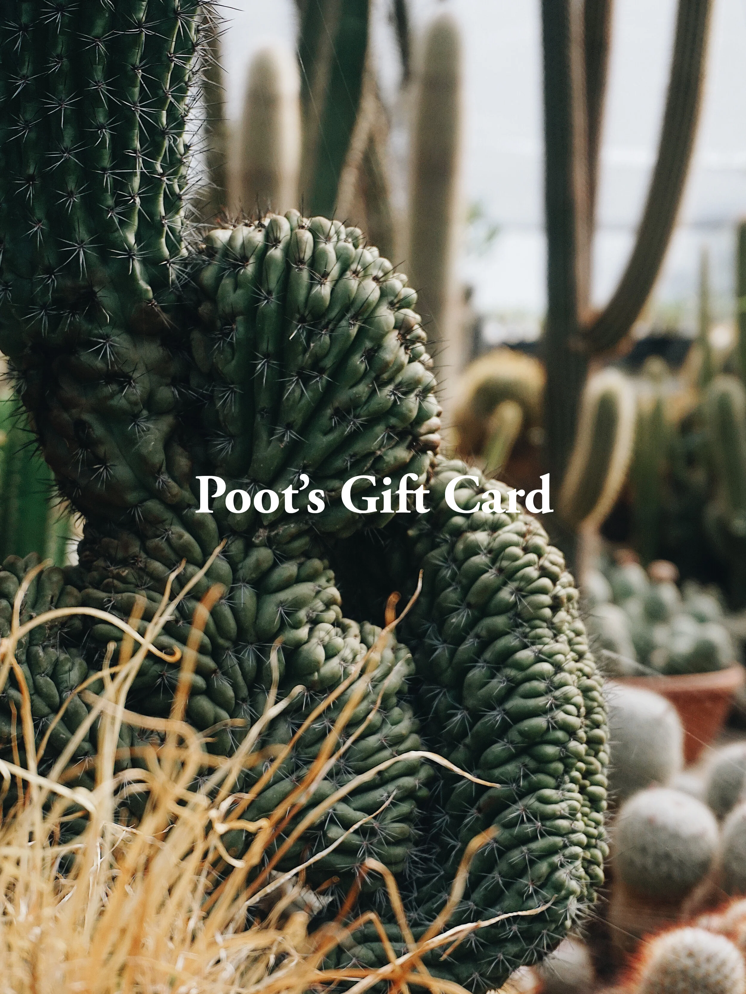 Poot's Cactus Nursery | Explore and Grow Today